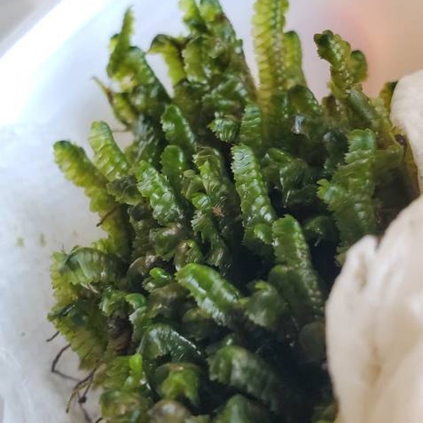 Rare Liverwort, Bazzania Trilobata, Greater Whipwort, Threelobed ...