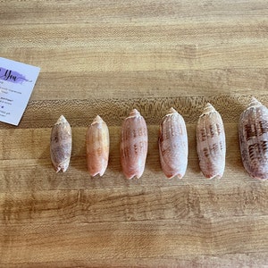 RARE Pawleys Island Shells Seashell Imperial chunky Venus Clam 1 Piece ...