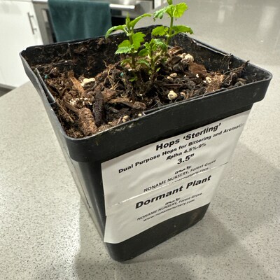 Live Hops Plants humulus Lupulus 3.5 Potted Plants - Etsy