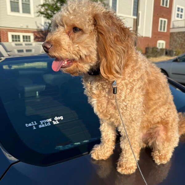 Scaredy Cat Funny Car Vinyl Decal Sticker - Etsy