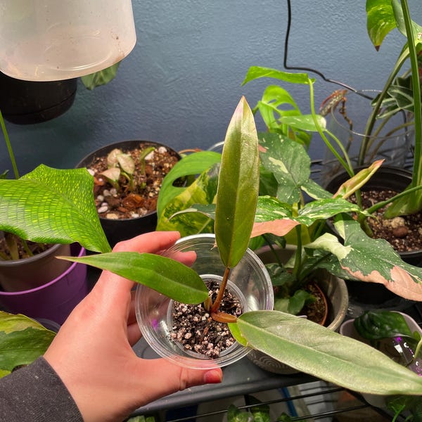 Alocasia Bundle Pack 2 Starter Plants - Etsy