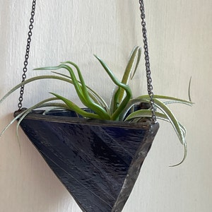 Tillandsia Bulbosa Alien Air Plant - Etsy
