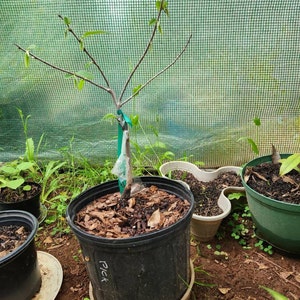 RARE Governor's Plum flavourtia Indica Live Fruit Tree - Etsy