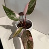Philodendron Pink Princess Marble in 4" Pot, High Variegation - Etsy