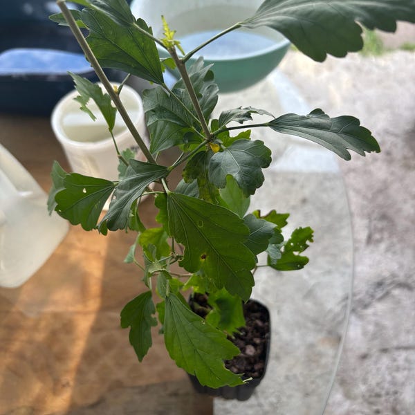 Chinese Elm Quart Container - Etsy