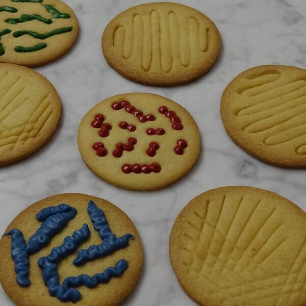 Quadrant Streak Cookie Cutter: Petri Dish for Lab & Science ...
