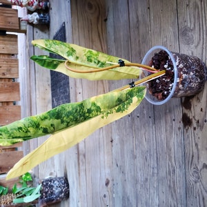 Hoya Pubicalyx Pink Silver Ghost Rare Plant, M Size - Etsy