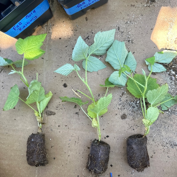 Fall Gold Raspberry Starter Plant Sweet Raspberries Yellow Berry Fruit ...