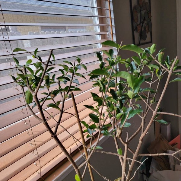 Grafted Sweet Southern Cherry Tree: Fruiting Age, Semi-dwarf - Etsy