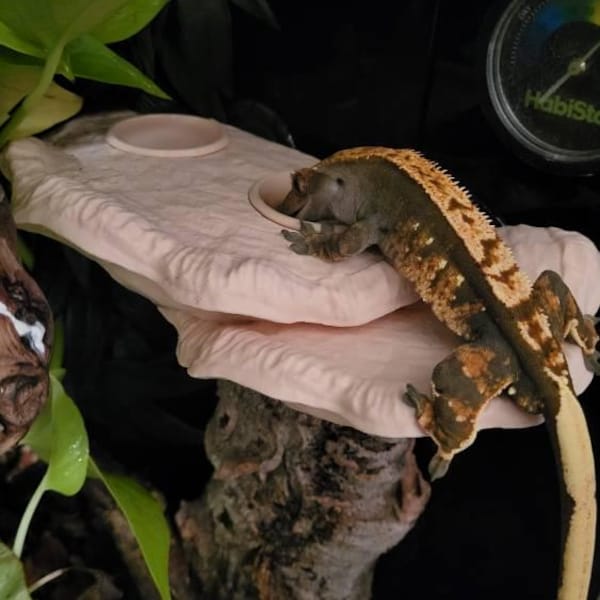 Pink Princess Philodendron Ledge for 0.5oz Deli Cup | Crested Gecko ...