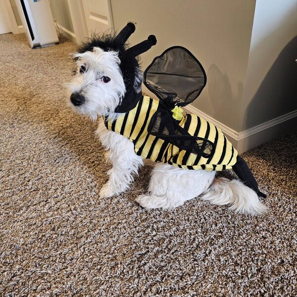 Referee Dog Shirt/costume for Small Dogs Great for Sporting Events ...