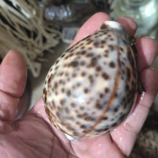 Large Polished Tiger Cowrie Shells (3 - 3.75 Inches) - Etsy