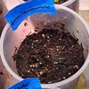 Micro-tom Tomato Seeds | Organic - Etsy