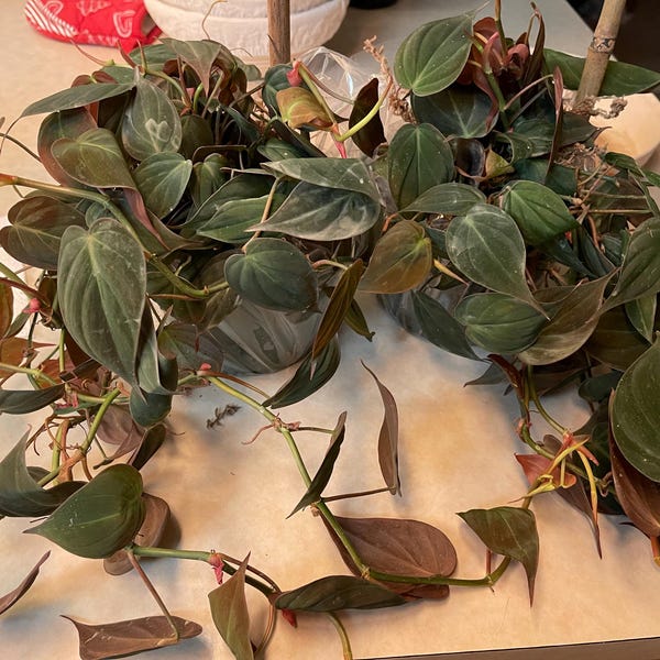 Mican Philodendron | Velvet Leaf Philo | Indoor & Outdoor Live Tropical ...