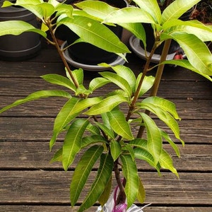 Orange Sherbet Mango Tree Grafted One of the Best Mango in the World - Etsy