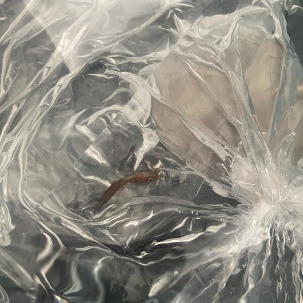 Light Pink Capnella Leather Coral Live Saltwater Coral by Coralslover ...