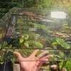 Plant Terrarium Kit Palm 3 Terrarium Plants Closed Terrarium Plants Do ...