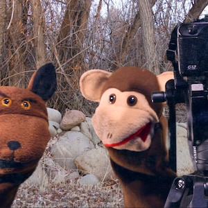 Jackal Hand Puppet Movable Mouth Washable 10 Inches Long - Etsy