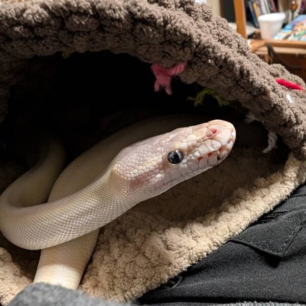 Pumpkin Pie Cozy Crochet Hide for Snakes and Small Animals Reptiles - Etsy