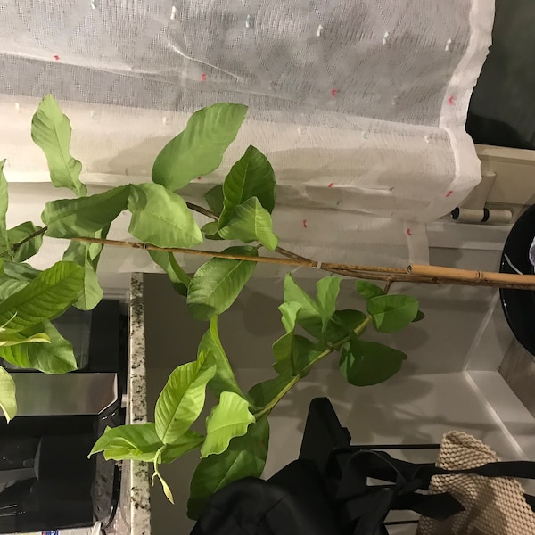 Guava, Thai White (psidium Guajava) Kimju Guava 2ft Plant Ready to ...