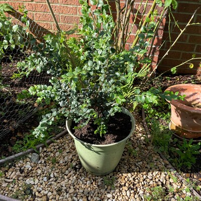 NEW Blueberry Guava luma Apiculata 1 Live Plant Ship in 6 Pot - Etsy