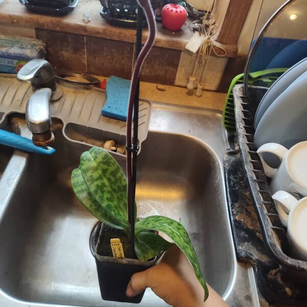 Rlc. Sung Ya Green 'mailman' 2.5 Pot - Etsy