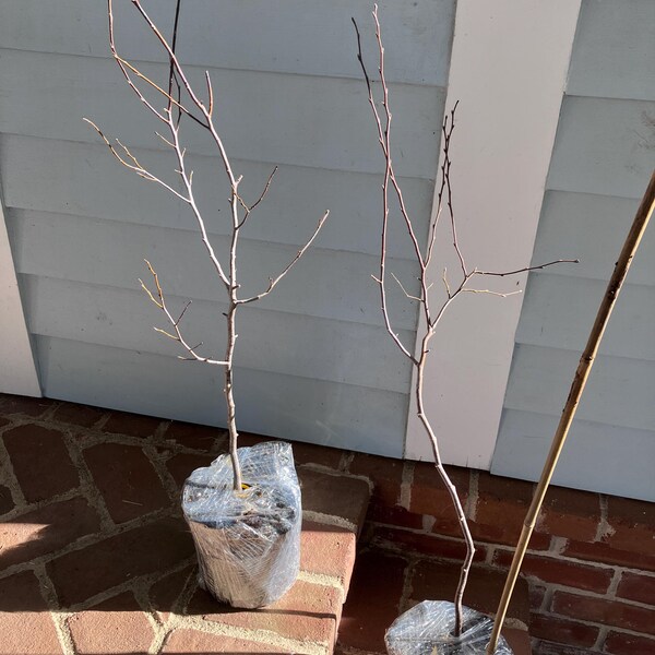 WoodenFishFarms - Etsy