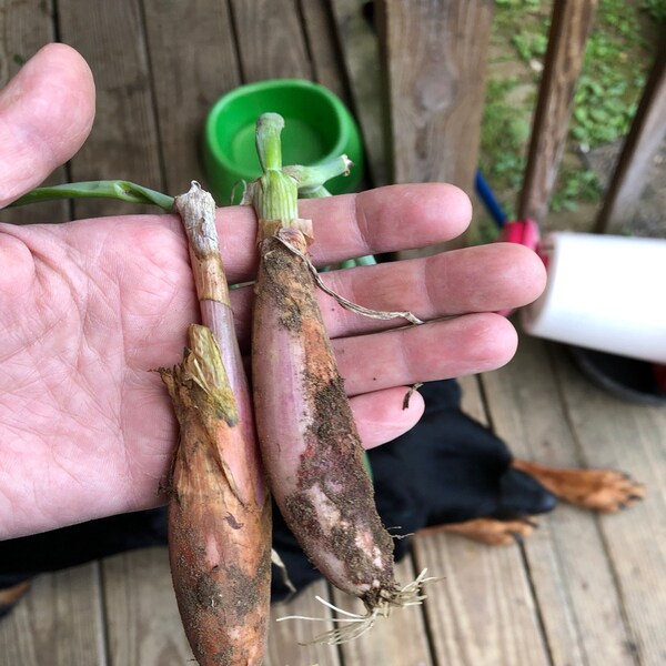 RODERIQUE FRENCH SHALLOT Sets - Non-gmo Bulbs, Garden Seed Shallots ...