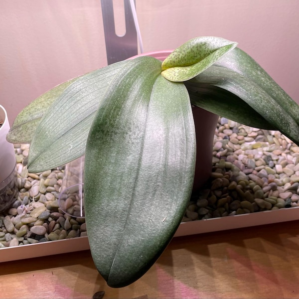 Bc. Be My Baby , Multi-floral , Micro- Mini Cattleya. Blooming Size in ...