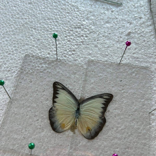 Butterfly Mounting Kit for Beginners, With Real Butterflies and Tools ...