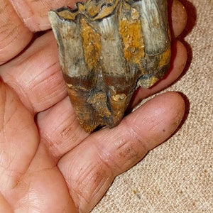 Excellent Fossilized Turtle Toe Bone Pleistocene 10000 24 | Etsy