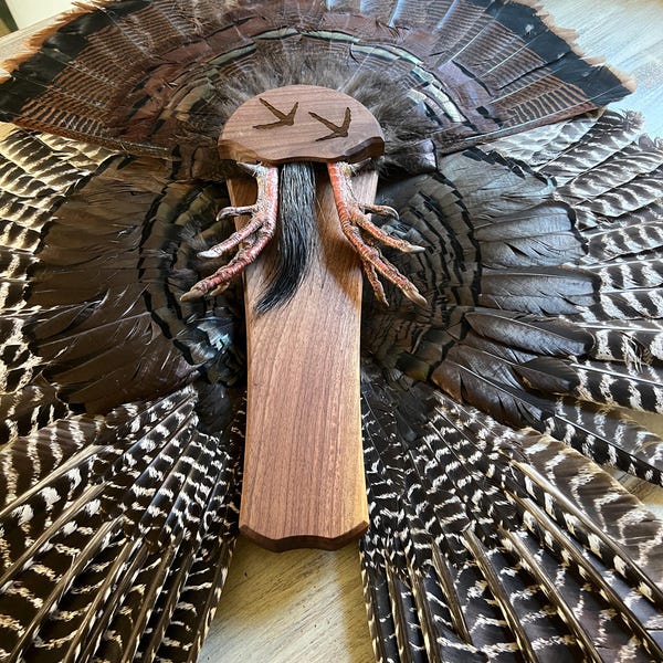 Turkey Tail/wing Mount. - Etsy