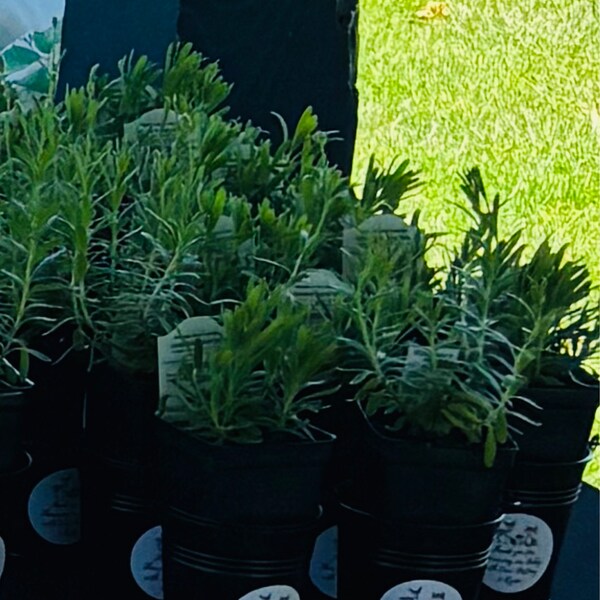 Ready to Pop Stickers, A10, Popcorn Labels for Baby Shower, Teddy Bear ...