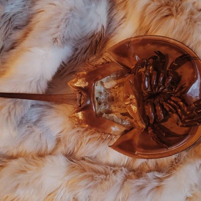 Atlantic Horseshoe Crab Shell With Tail and Legs Intact Naturally ...