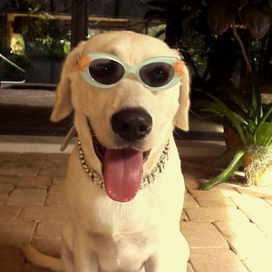 Josh Allen's Drawing Mafia Sticker Car Decal Buffalo Potato - Etsy