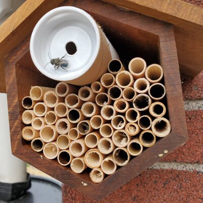 Rivajam Build a Bee House Planter Box DIY Flatpack Kit Phragmite Reed ...