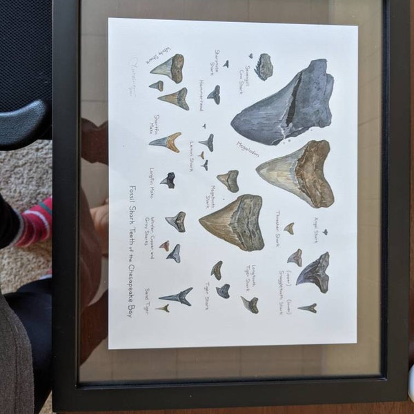 Illustrated Fossil Shark Teeth Chart Natural History Watercolor Art ...