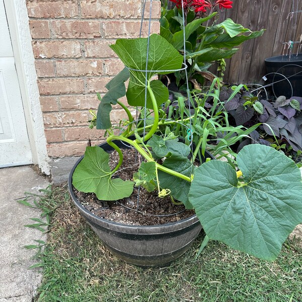 Sacred Fig Tree Seeds Bodhi Tree Seeds Pippala Tree Seeds Peepal Tree ...