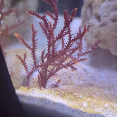 LIVE 10-pack Macro Algae Sampler Macro Algae/macroalgae Coral for ...