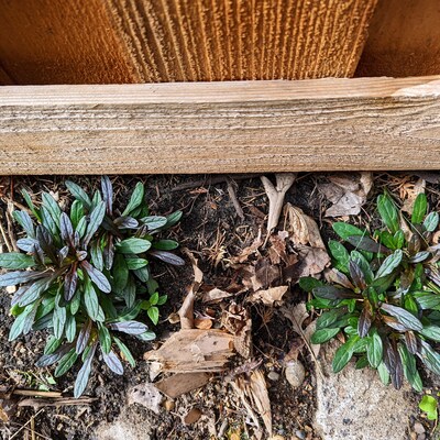 50 Bugleweed ajuga Reptans Chocolate Leaved Bare-rooted Starter Plants ...
