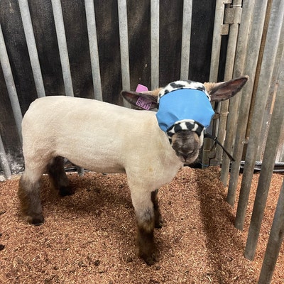 Goat/sheep Fly Masks With & W/o Horns Dual Adjustable Made to Order - Etsy