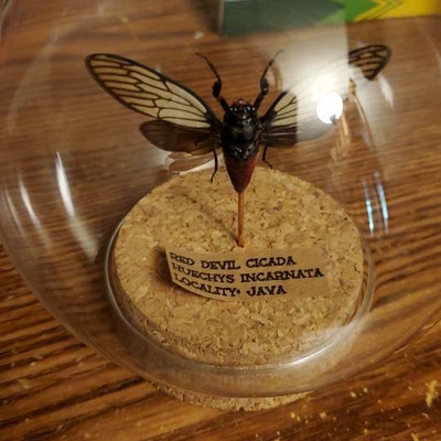 Large Size Real, Dried Insect, Beetle, Bug in a Bell Jar, Cloche, Dome ...