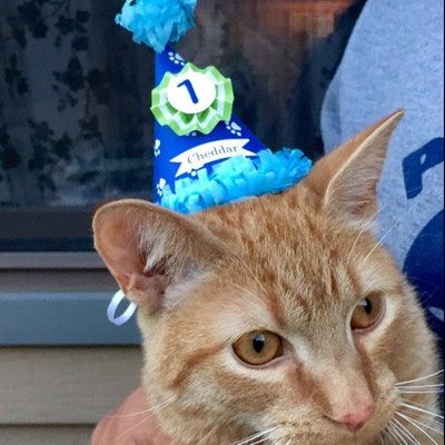 Boy Cat Birthday Hat Personalized, Pet Supplies Accessories, Gotcha Day ...
