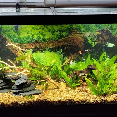 1620 MANZANITA DRIFTWOOD Buy 2 Get 1 FREE Moss Plant Aquarium - Etsy