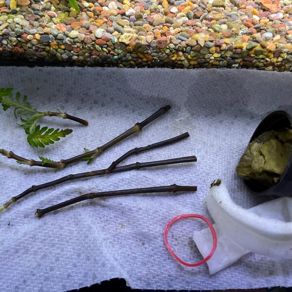 Chinaberry Tree, Pride of India, Bead-tree, Cape Lilac, Persian Lilac ...