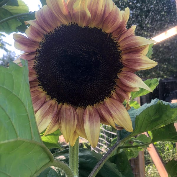 Red Shepherd Pepper Seeds - Etsy Canada