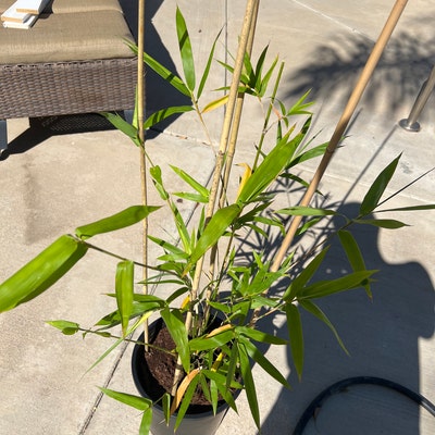 Bambusa lady Finger Clumping, Non-invasive Bamboo Plant Large 1 Gallon ...
