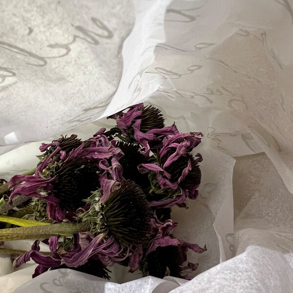 Dried Snapdragon Flower Stems antirrhinum Majus - Etsy