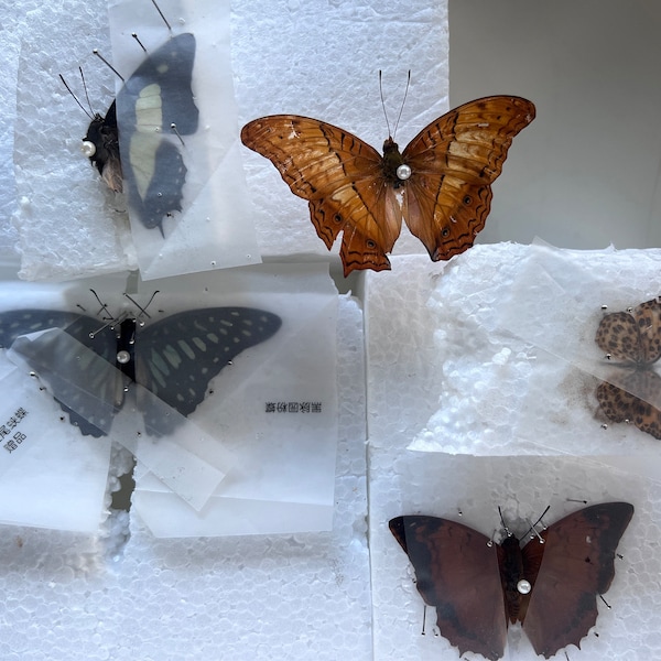 Green Summer Form Butterfly,papilio Maackii Butterfly,butterfly ...