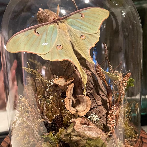 MJB Starter Insect Pinning Kit | Curated Kit for Beginners With ...